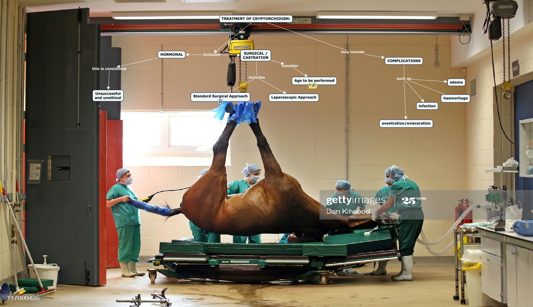 Cryptorchid castration